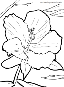 Malvorlage Pusteblume | Pflanzen | Jetzt kostenlos herunterladen