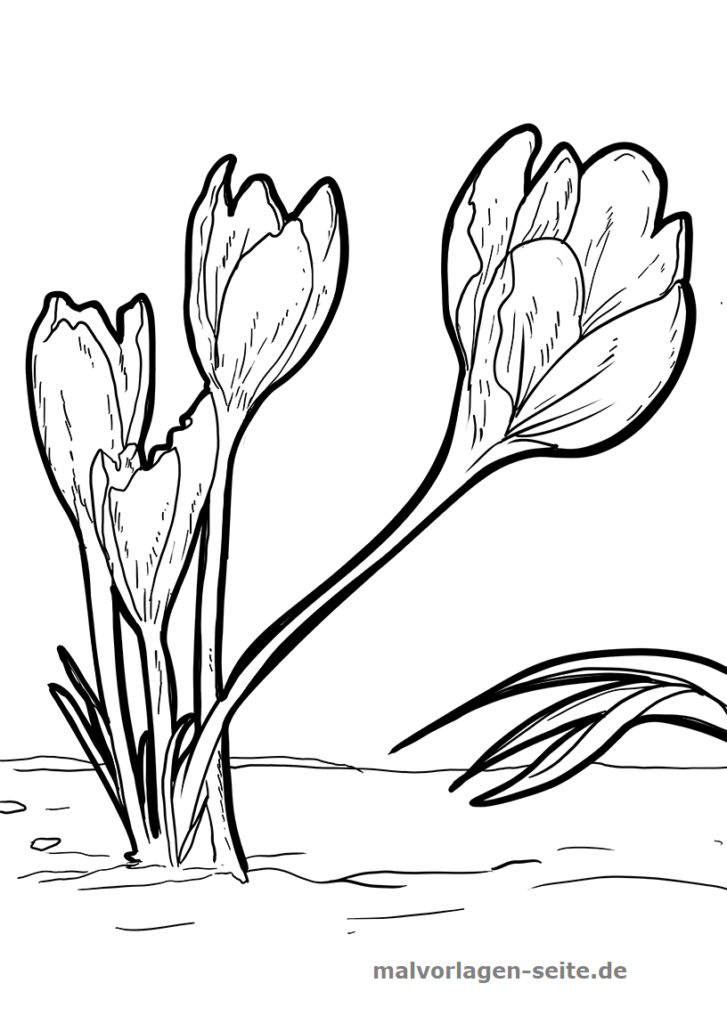 Malvorlage Pusteblume | Pflanzen | Jetzt kostenlos herunterladen