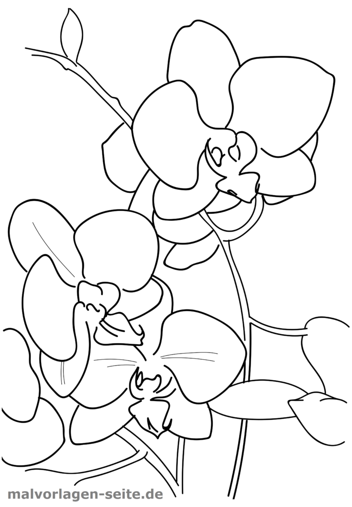 Malvorlage Pusteblume | Pflanzen | Ausmalbild kostenlos herunterladen