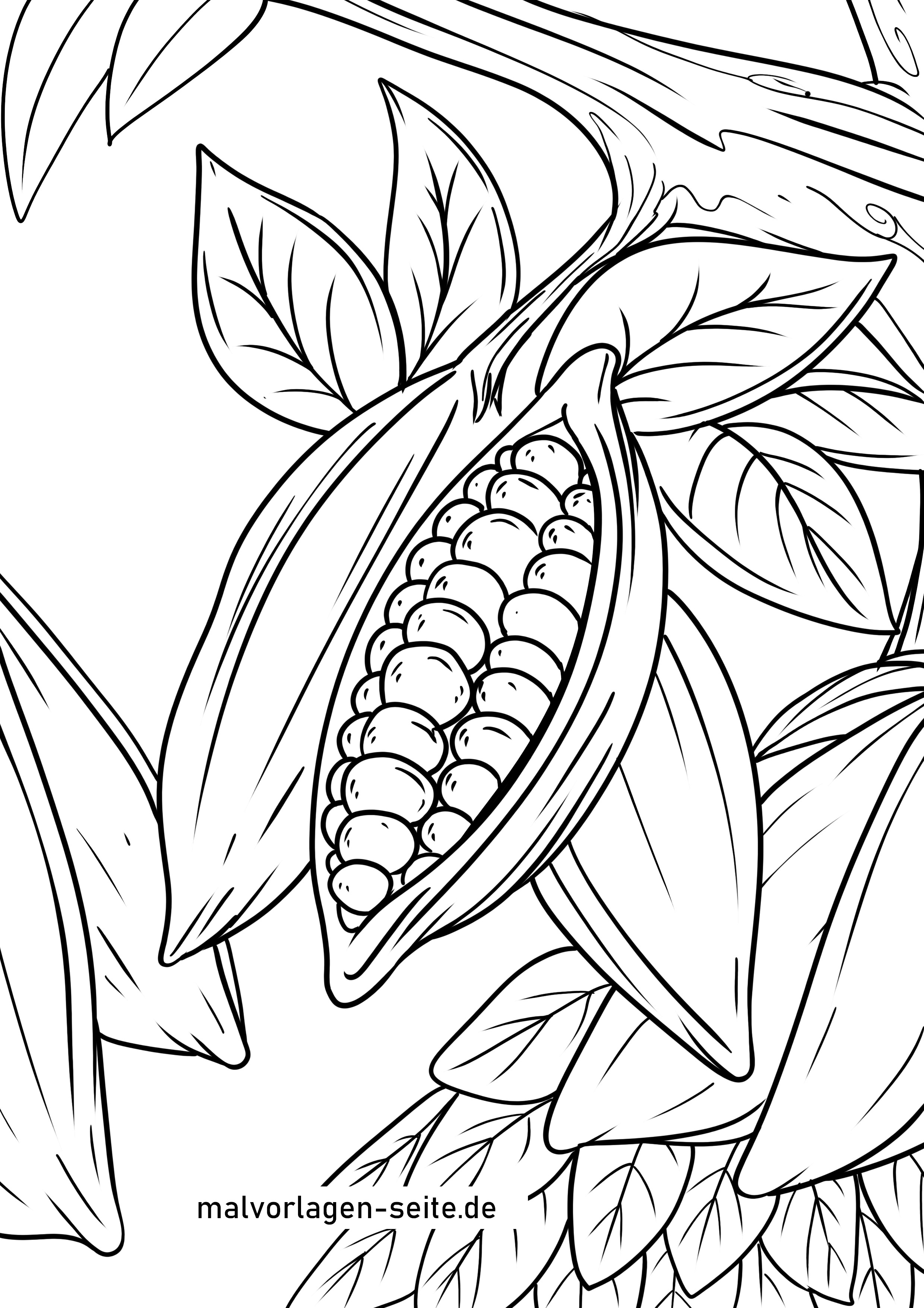 Cacao Drawing Kakaobohnen Feve Vecteezy Cabosse Gezeichnete Kostenlose ...