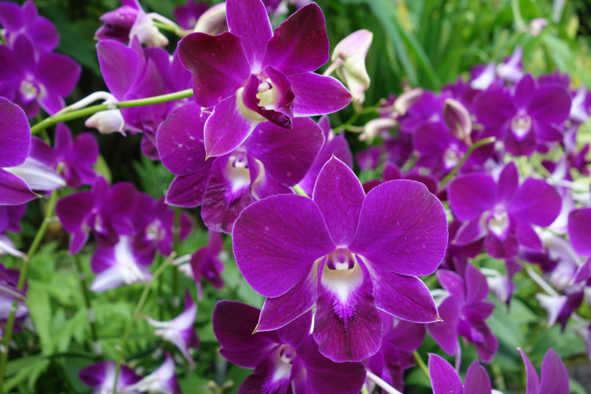 Orchideen | Pflegetipps und Orchideenfotos
