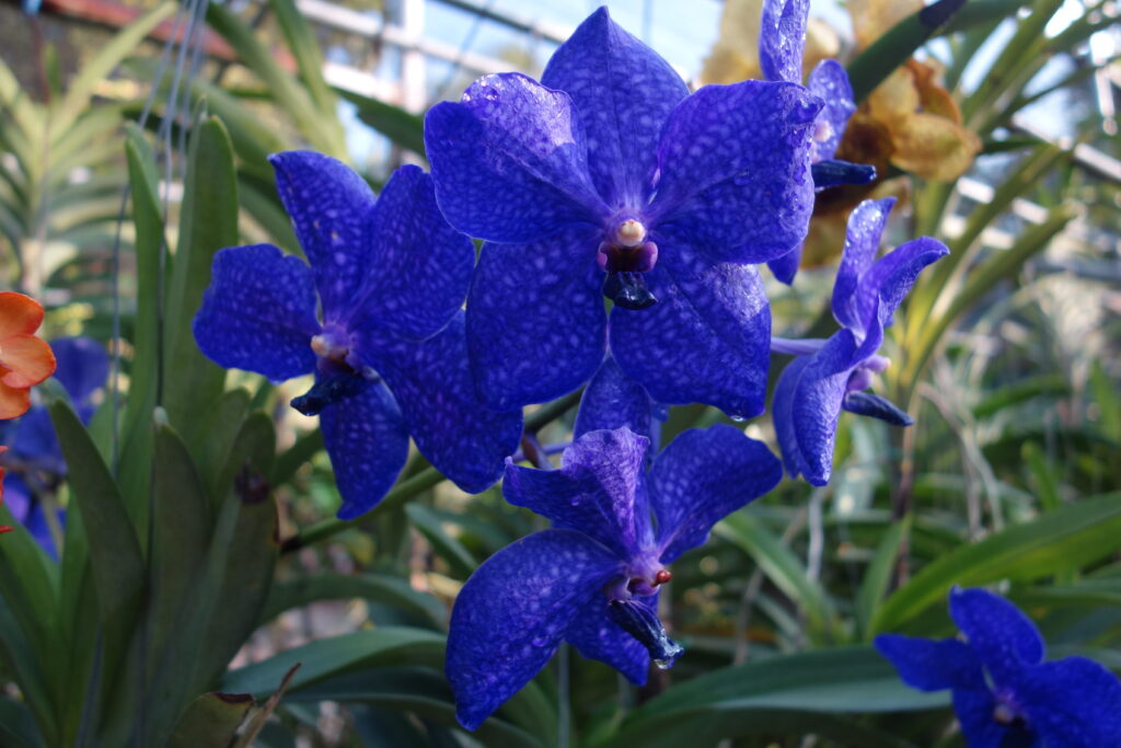 Orchideen | Pflegetipps und Orchideenfotos