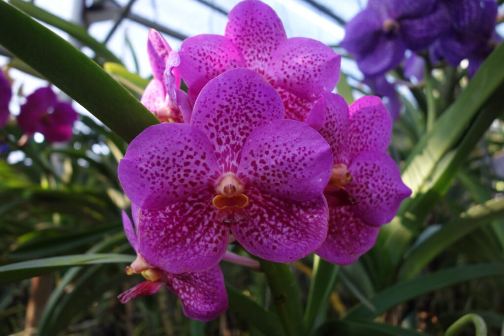 Orchideen | Pflegetipps und Orchideenfotos