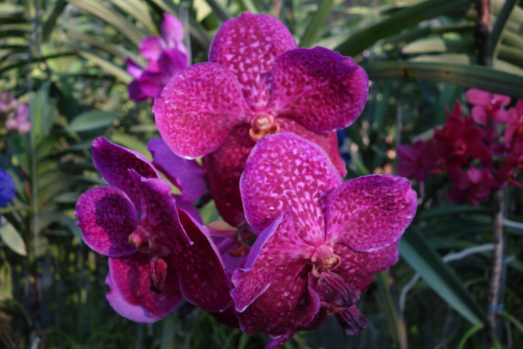 Orchideen | Pflegetipps und Orchideenfotos