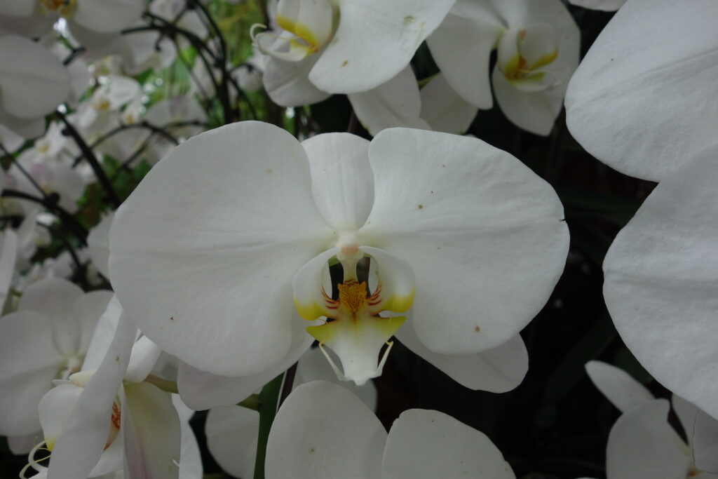 Orchideen | Pflegetipps und Orchideenfotos