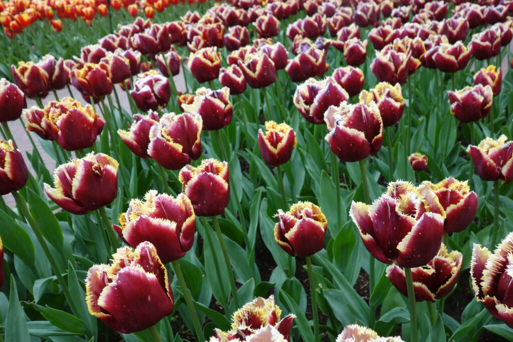 Elegantes Kc383c2bcnstliche Tulpen Depot Fotos
