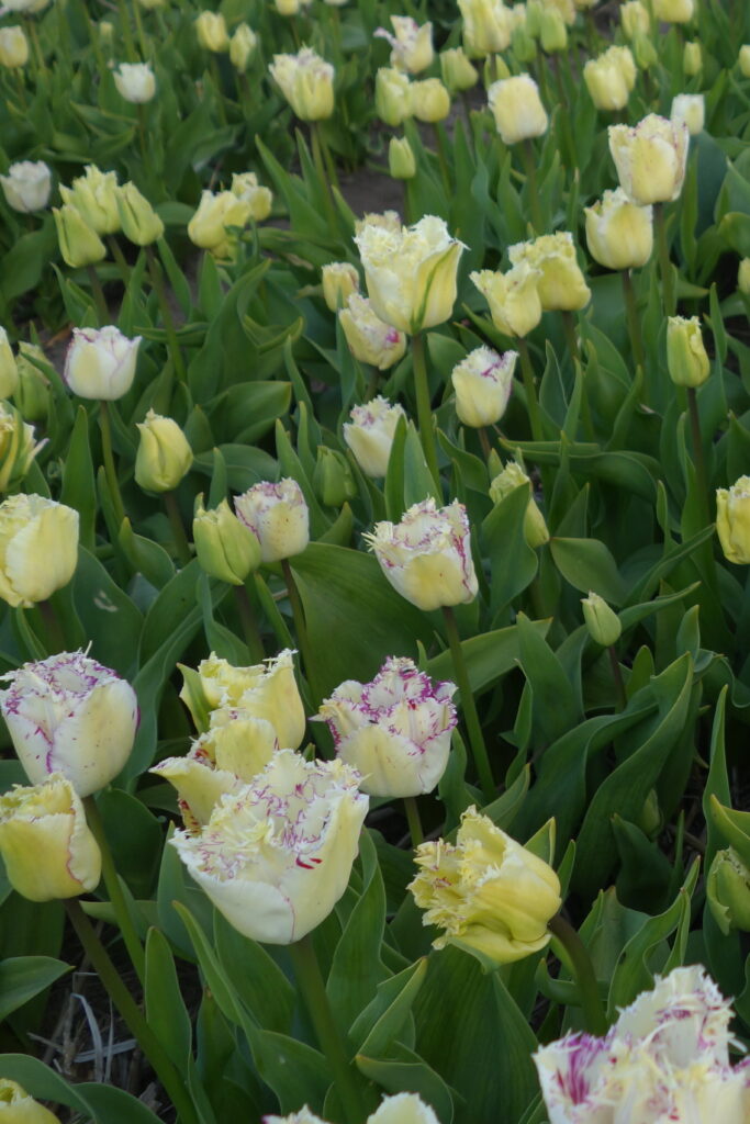 Tulpen - Tulpenfotos und Pflanztipps | Jetzt kostenlos herunterladen