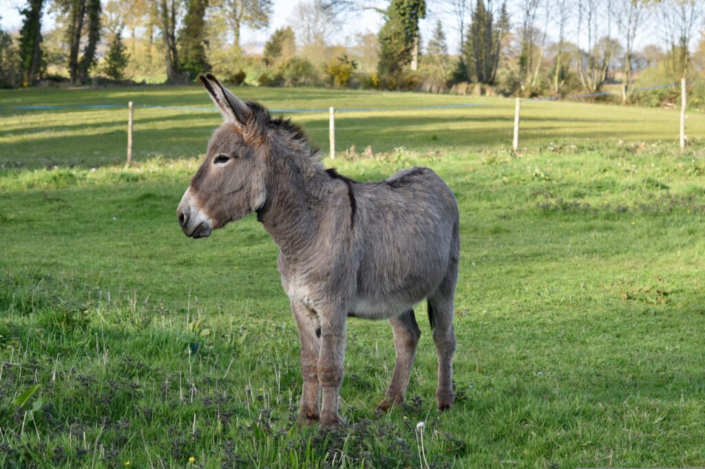 Esel oder Pferd: Gemeinsamkeiten und Unterschiede