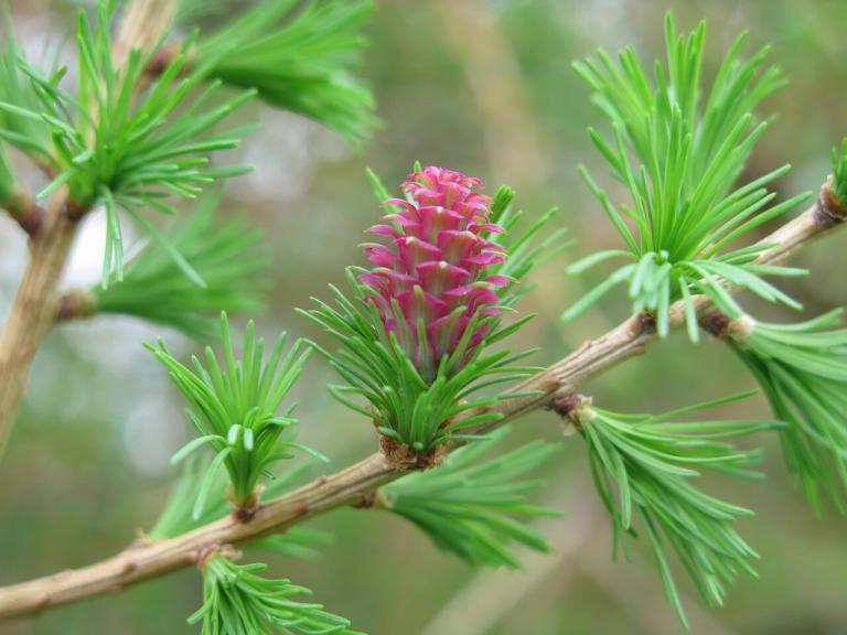 Laubbaum oder Nadelbaum: Vielfalt der Baumarten