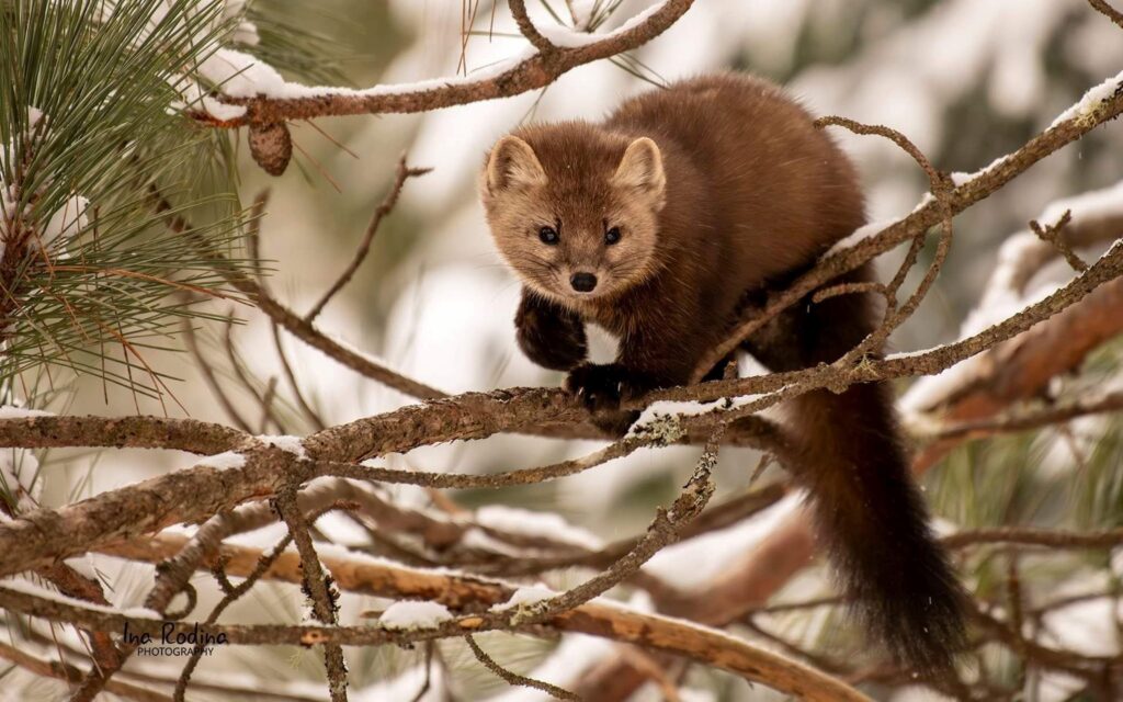Laubbaum oder Nadelbaum: Vielfalt der Baumarten