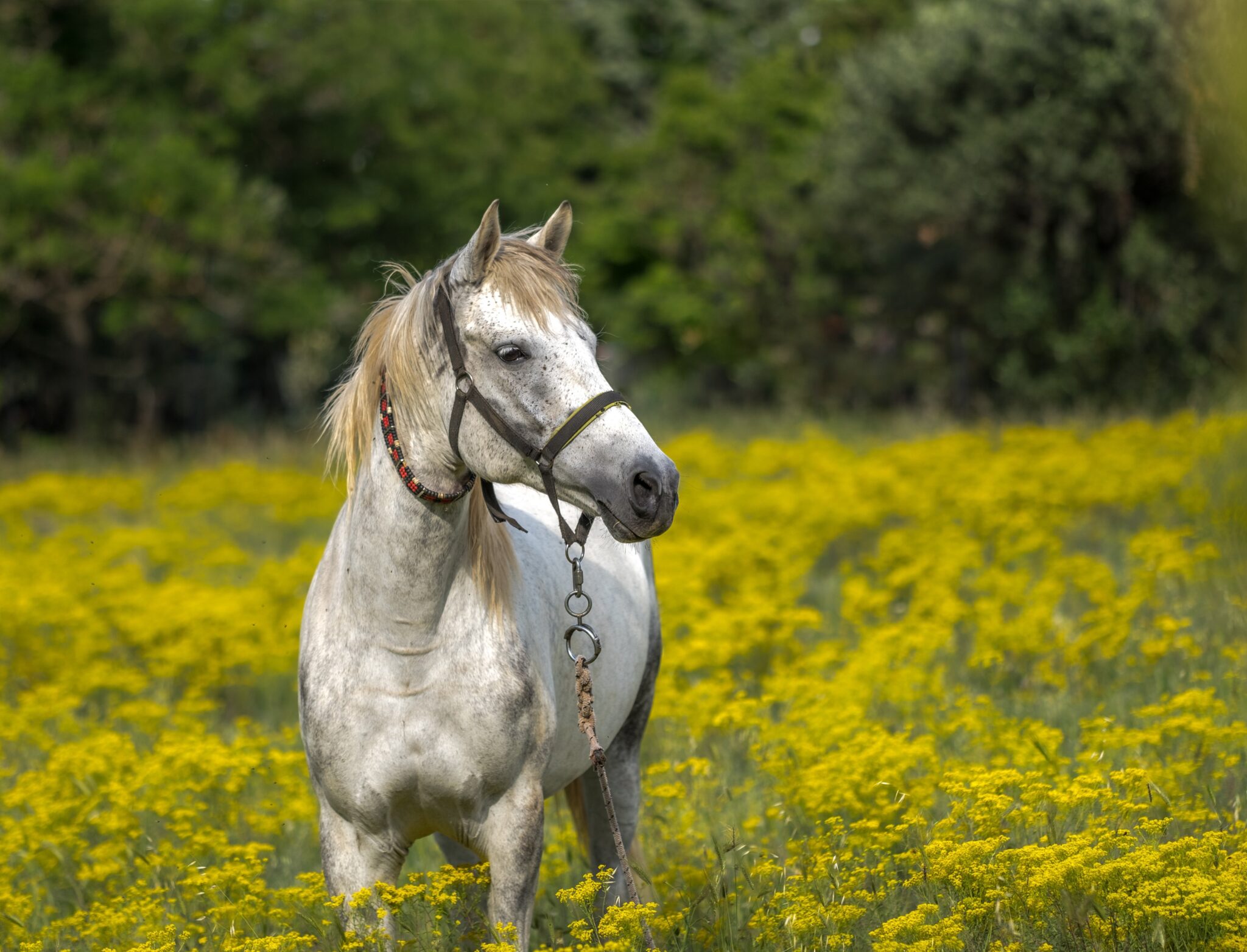 Esel oder Pferd: Gemeinsamkeiten und Unterschiede
