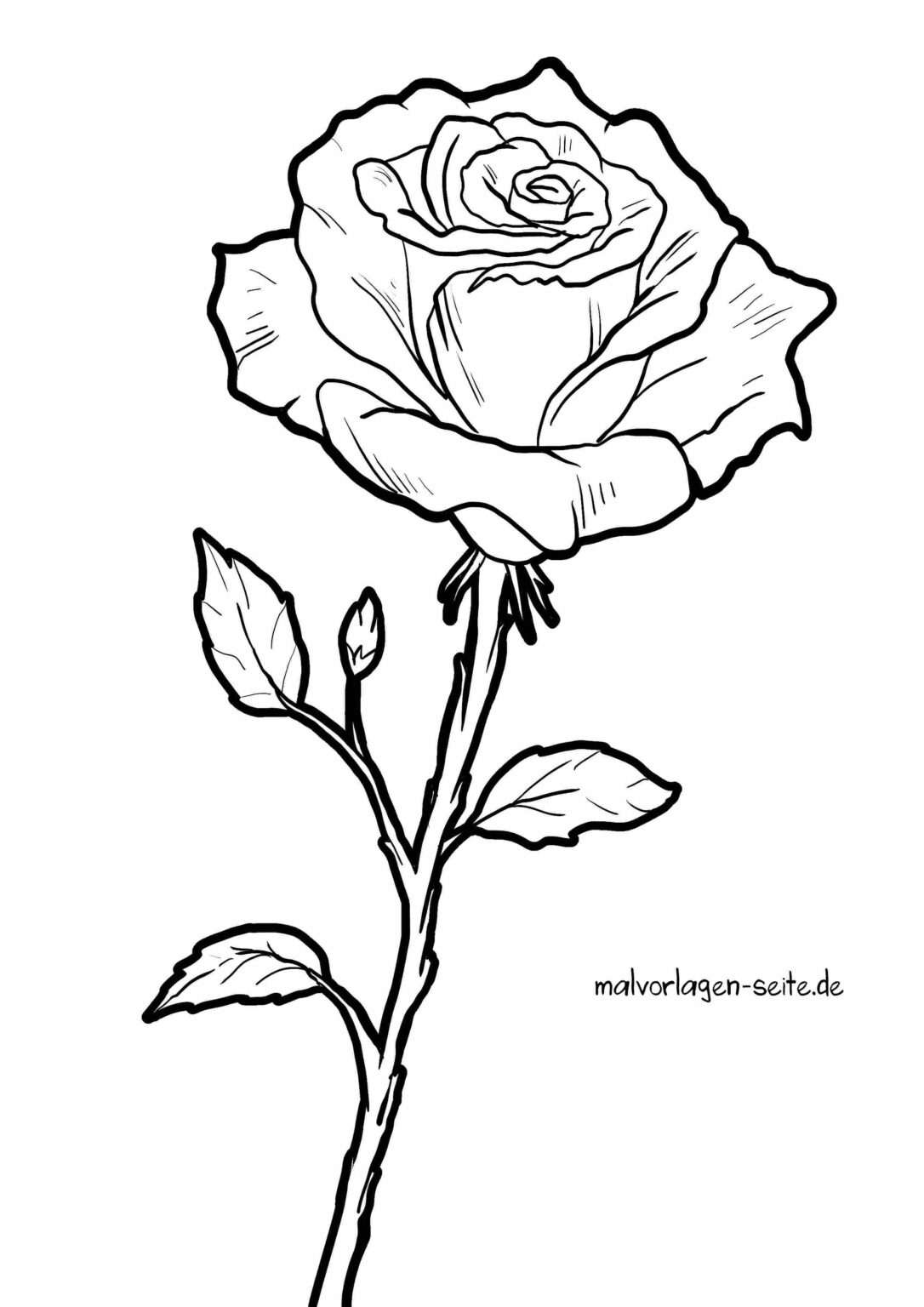 Malvorlage Rose | Jetzt kostenlos herunterladen